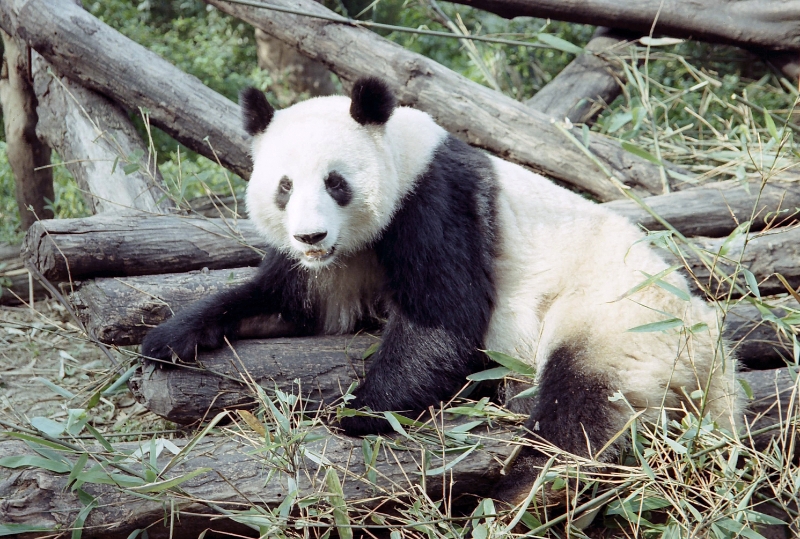 Maurice's Photos/travel/China/Giant panda, Xian China 1