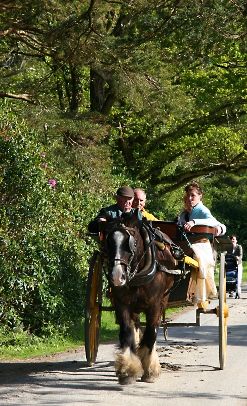 Maurice's Photos/travel/Ireland/Horse drawn carriage Ireland